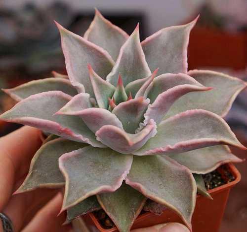 Echeveria madiba