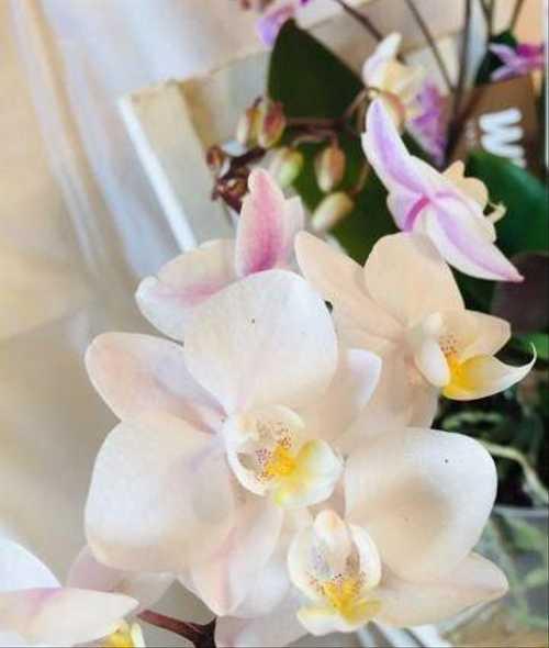Орхидея мультифлора а-ля Сакура