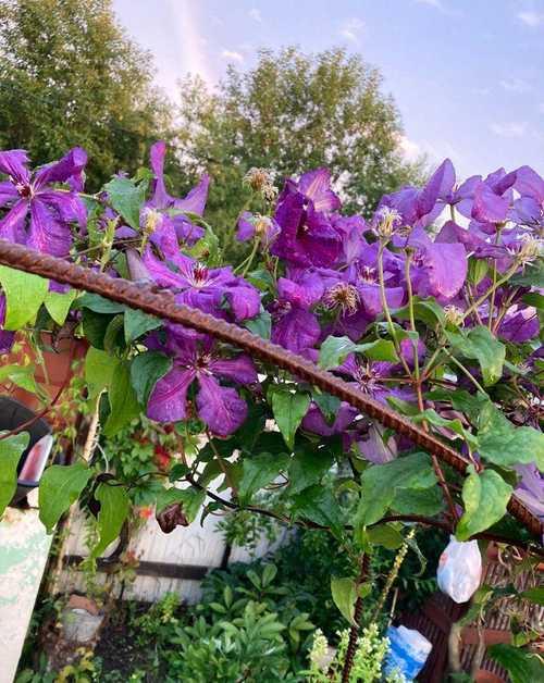 Клематис Жакмана