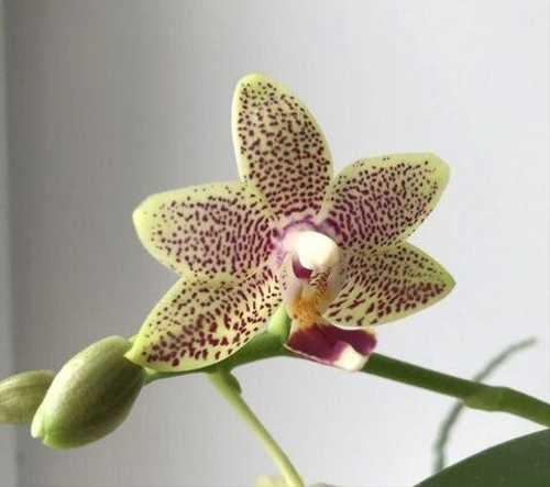 Орхидея Фаленопсис Азия ароматная