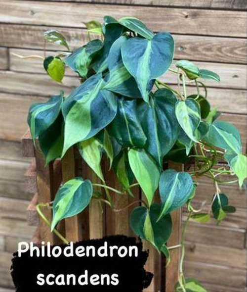 Филодендрон Сканденс Бразилия (Philodendron Scande