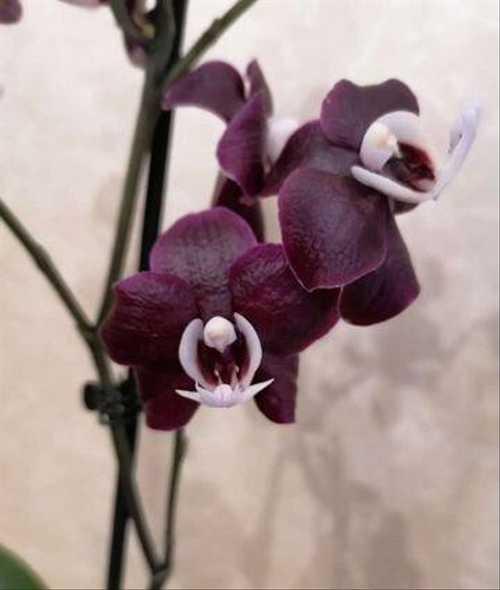 Орхидея фаленопсис чёрная