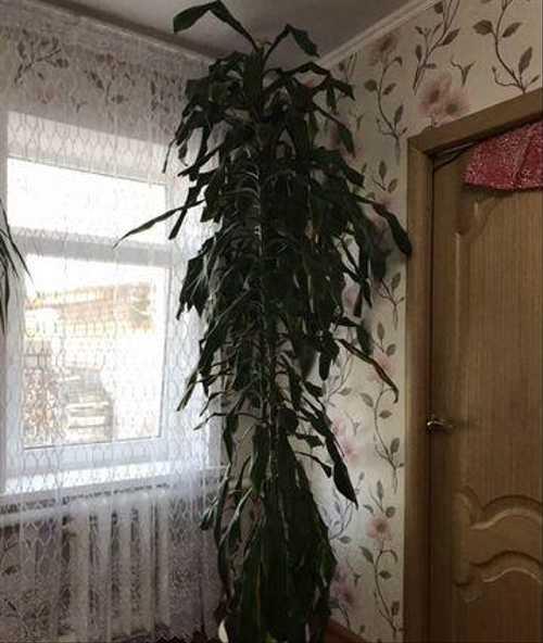 Драцена душистая