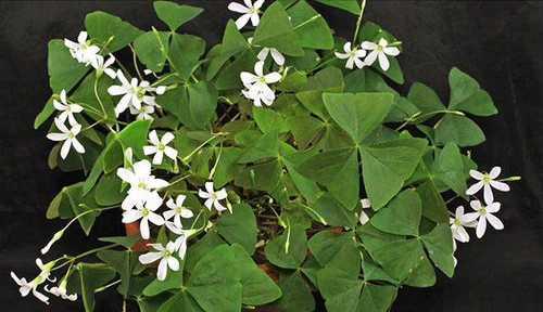 Цветок бабочка,счастья,любви (Oxalis)