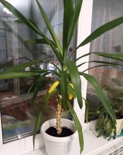 Растения комнатные 4 вида