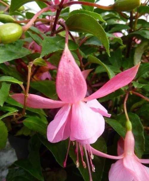 Фуксия pink galore фото