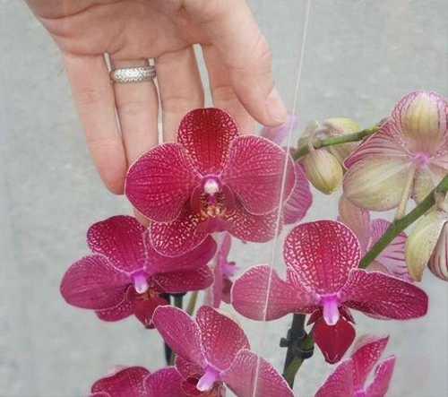 Бордовая Красная Орхидея фаленопсис спб 964160