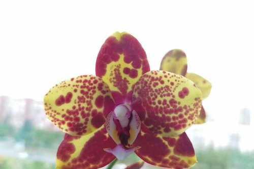 Цветущая сортовая орхидея фаленопсис Green World