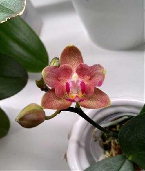 Орхидея фаленопсис PF-5012 (забронировано)