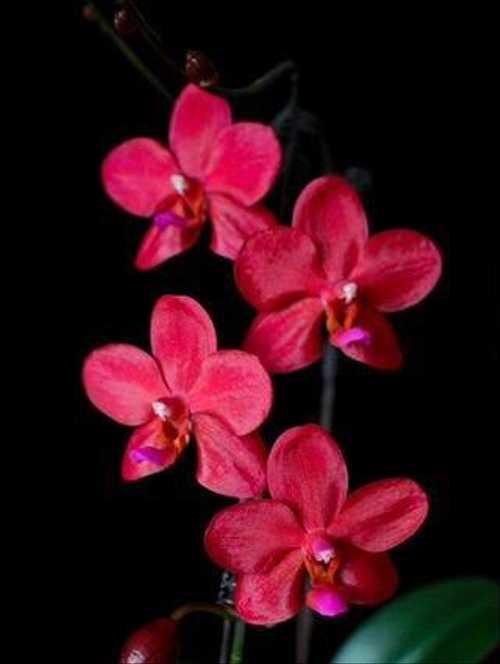 Орхидея фаоенопсис, азия