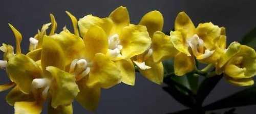 Орхидея Phal. Younghome Золотой Pixie (peloric)
