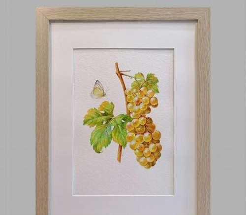 Картина акварель виноград белый