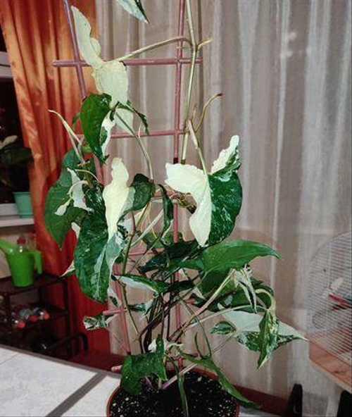 Syngonium Imperial White
