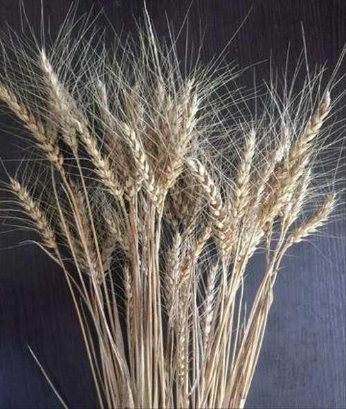 Колосья пшеницы, натуральный сухоцвет