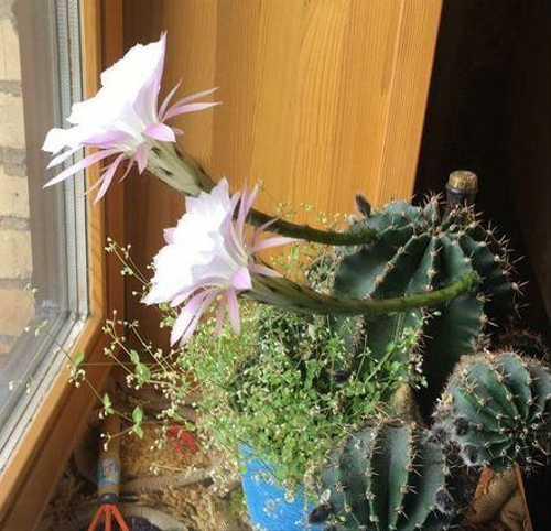 Кактус Echinopsis