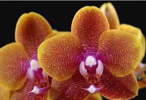 Орхидея Phalaenopsis Sogo Lawrence (ароматный)