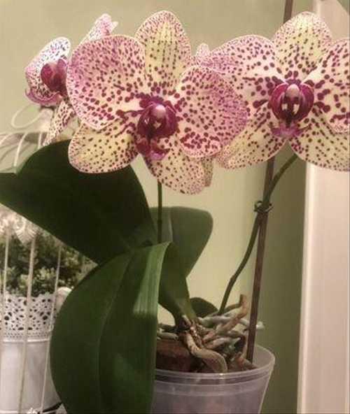 Все для орхидей