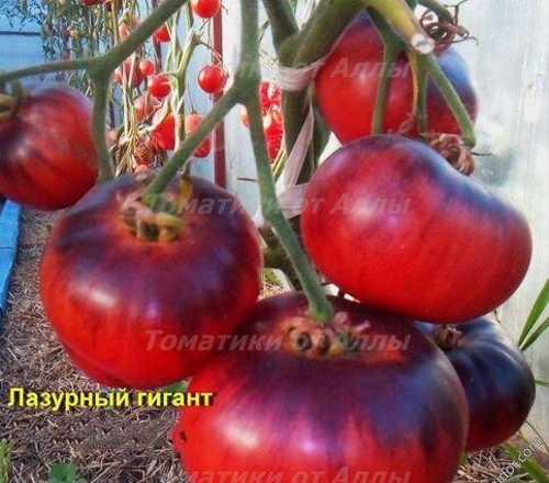 Семена томата Лазурный Гигант Коллекционноый
