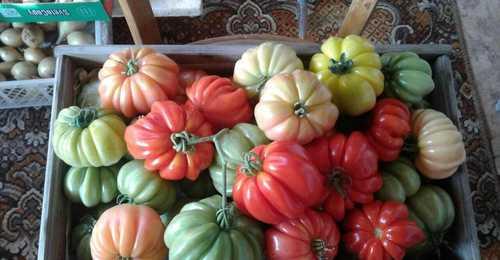 Лотарингская красавица томат семена