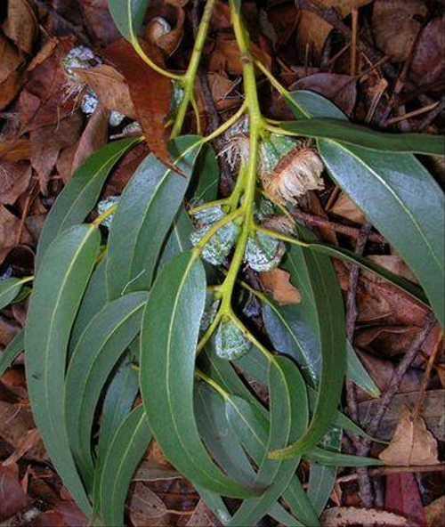 Эвкалипт (семена)