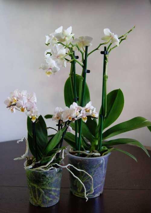 Орхидея 2 белые мультифлоры