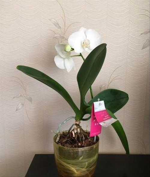 Орхидея фаленопсис белая с горшком