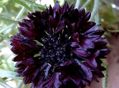 Василёк чёрный(семена)