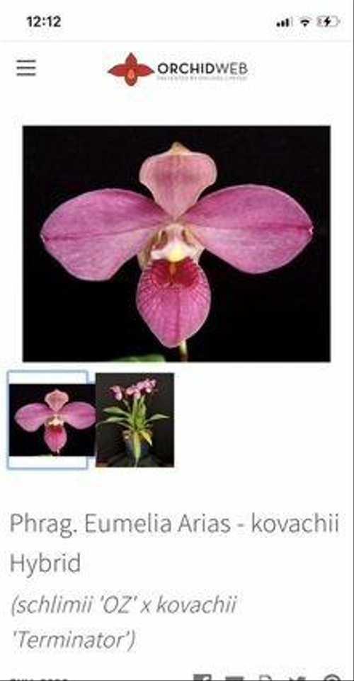 Орхидея phragmipedium eumelia arias
