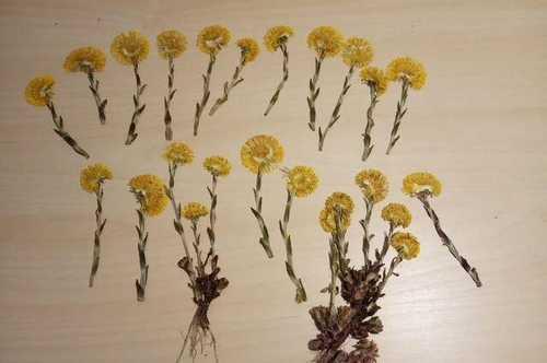 Цветы для гербария, сухоцветы