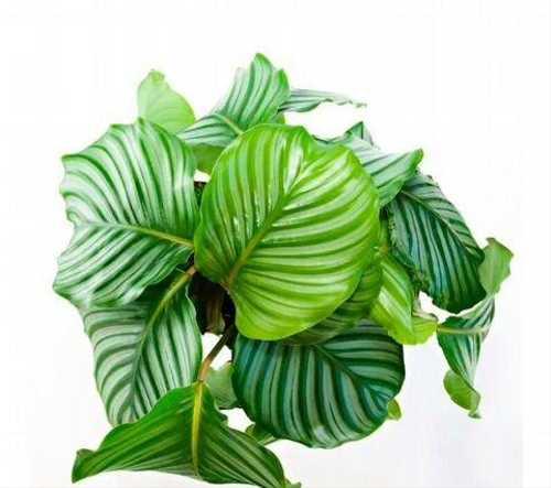 Калатея Орбифолия Calathea Orbifolia