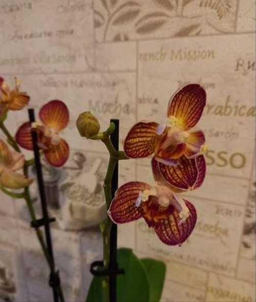 Орхидея фаленопсис равелло бабочка,трилипс