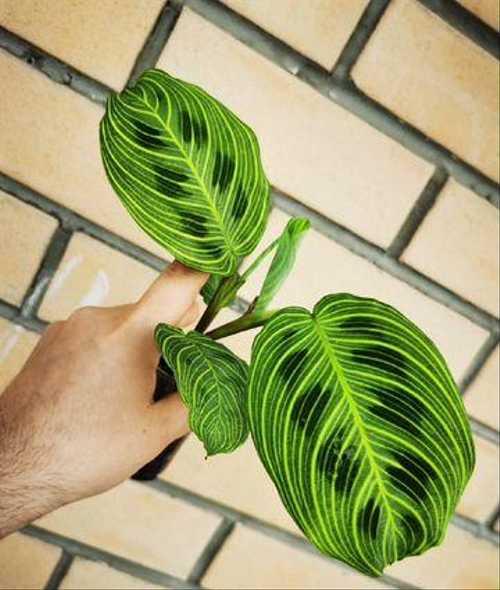 Maranta light veins & Маранта Fаntasy домашняя