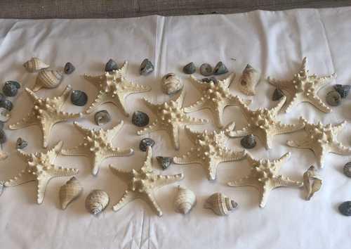 Морские звёзды, ракушки, звезда морская 15 см