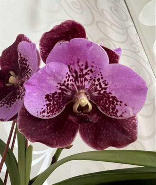 Орхидея ванда V. Elly Carroll, цветущая