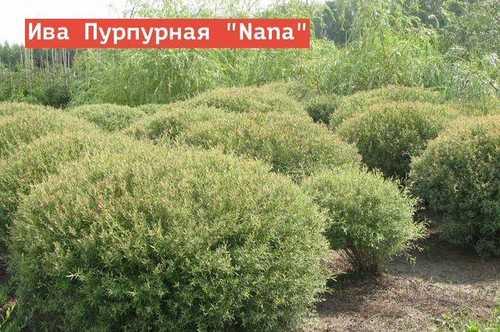 Ива Пурпурная Nana /С25 40-60 см
