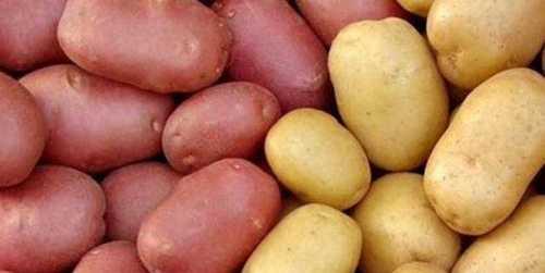 Семенной безвирусный картофель от лаборатории