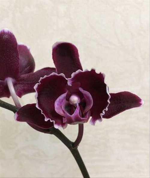 Орхидея фаленопсис Summer Breath ‘401’