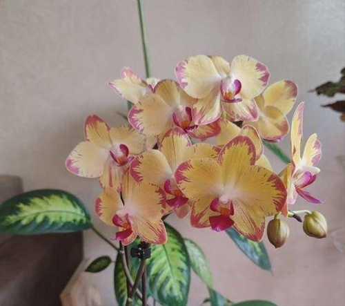 Орхидея фаленопсис "Papagayo" (Попугай)