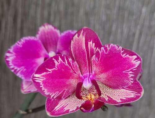 Орхидея фаленопсис Интрига