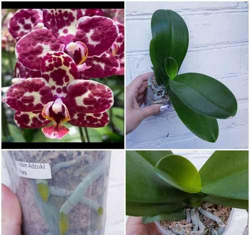 Орхидея фаленопсис I-Hsin Adzuki Bean