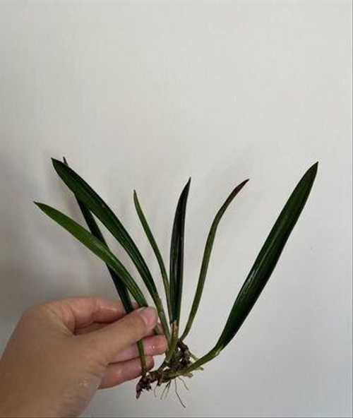Орхидея brassavola nodosa клоновая