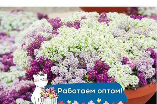 Рассада Цветы опт
