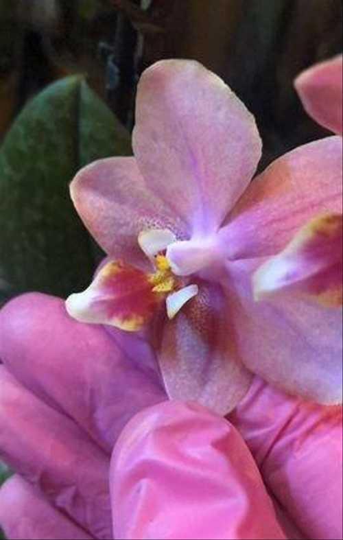 Орхидея Одорион арома