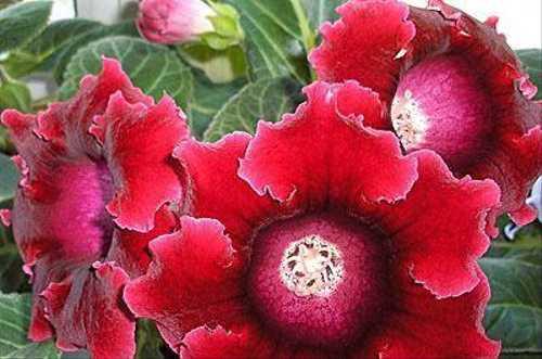 Глоксиния Аванти F1 Скарлет