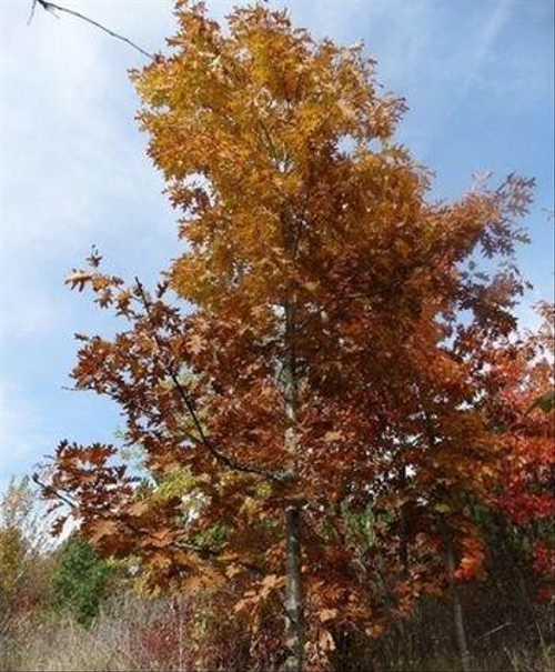 Дуб красный Quercus rubra /о/с 10-12 300-350