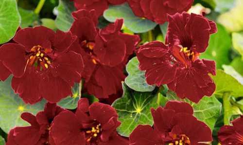 Настурция Махагони рассада