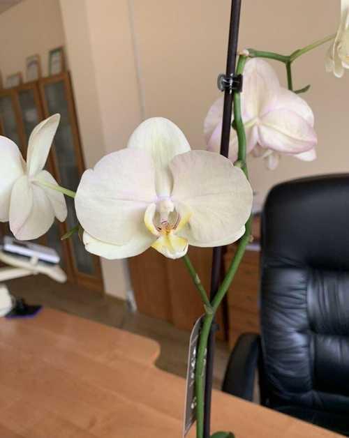 Орхидея Фаленопсис Карина