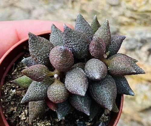 Суккулент Adromischus marianae f. herrei