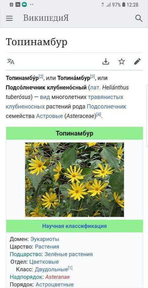 Топинамбур