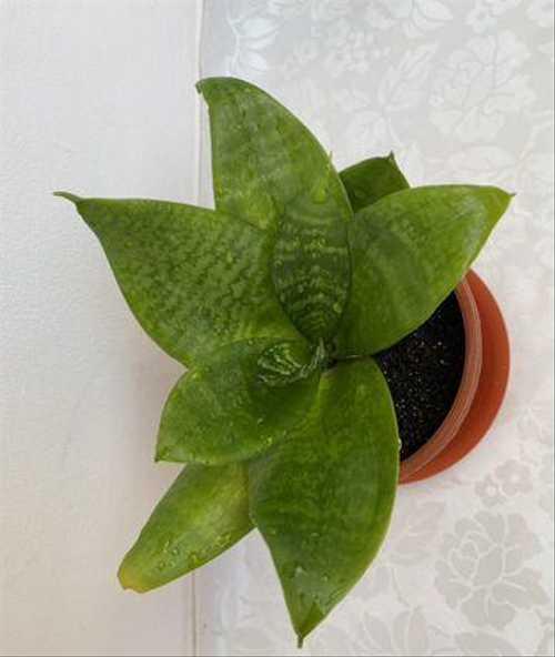 Сансевиерия